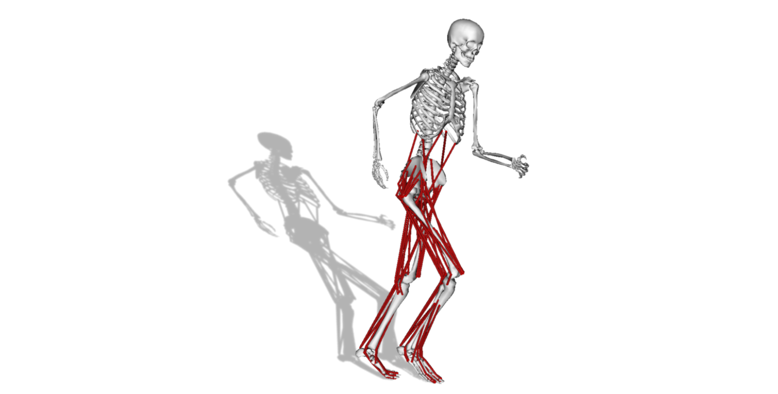 Musculoskeletal Modeling | MaD Lab